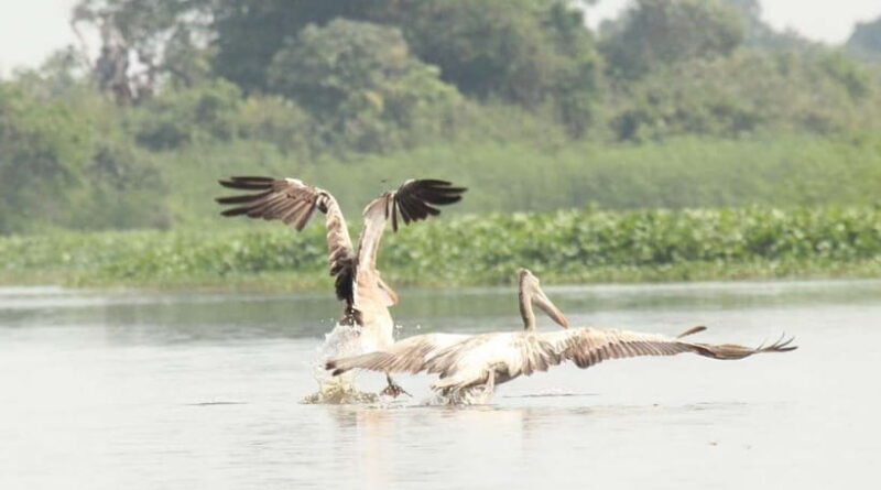 Siem Reap: Prek Toal Bird Colony, Silk Farm & Cooking | The Abroad Guide