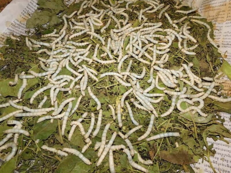 Siem Reap: Prek Toal Bird Colony, Silk Farm & Cooking | The Abroad Guide